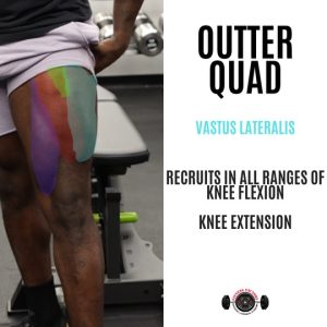 Ultimate Guide to Growing Your Quads | Fitness Factory KC